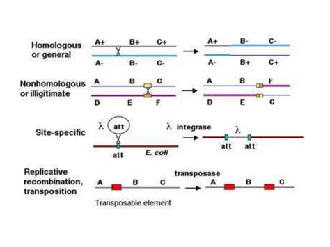 genetic recombination pptx