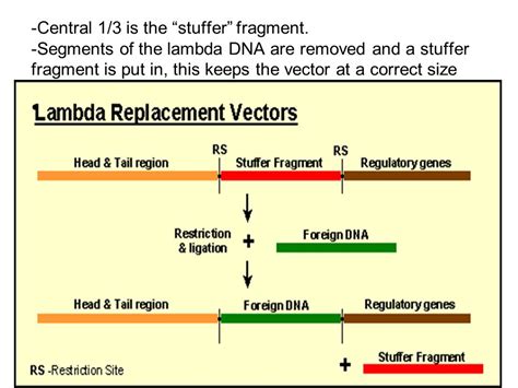 Replacement Vector At Collection Of Replacement