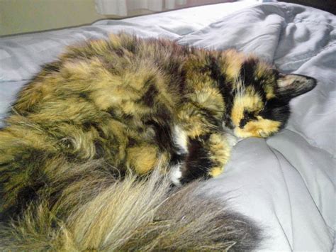 Gay Blowjob Swallow Deephr Statsvlero