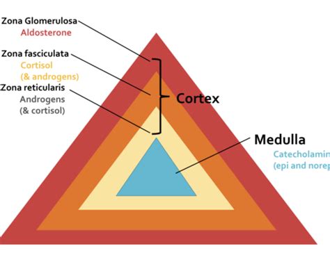 The Adrenal Gland Flashcards Quizlet