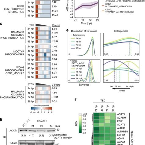 Integrin Beta 1 Itgb1 Develops An Association And Is Internalized