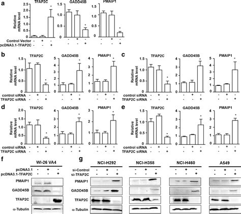 Tfap2c Increases Cell Proliferation By Downregulating Gadd45b And Pmaip1 In Non Small Cell Lung