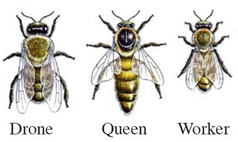 What Are The Different Types Of Wasps Online Pest Control