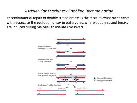 Ppt The Evolution Of Sex Powerpoint Presentation Free Download Id