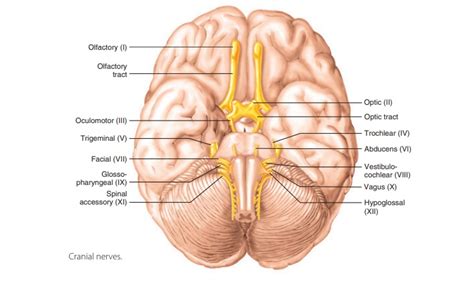 Cranial Nerve Anatomy