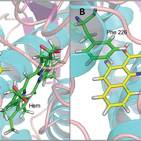 The Binding Models Compound 4a With Cyp1b1 A And Cyp1a2 B