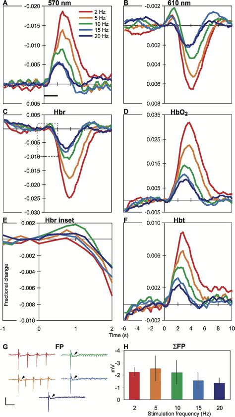 Linear And Nonlinear Relationships Between Neuronal Activity Oxygen Metabolism And Hemodynamic