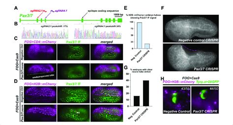 Pax3 7 Crispr In The Neural Plate Borders A Diagram Of Pax3 7 Locus Download Scientific