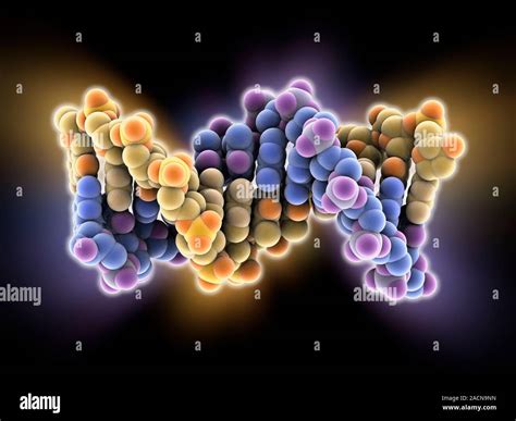 B DNA Molecule Computer Model Showing The B Structure Of A DNA Deoxyribonucleic Acid Molecule
