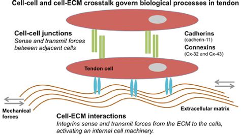Cell Cell And Cell Ecm Interactions In Tendon Adapted From Schiele Et Download Scientific
