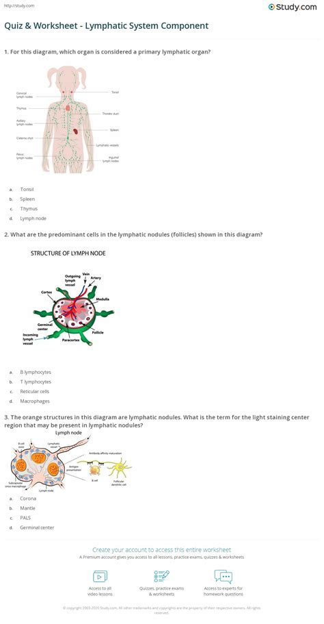 Quiz Worksheet Lymphatic System Component Study Com