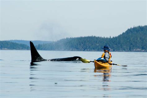 Robson Bight 3 Day Orca Kayak Tour Lets Go Kayaking