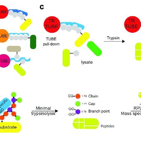 Ubiquitin Binding Domains Come In Different Shapes And Forms A Ub