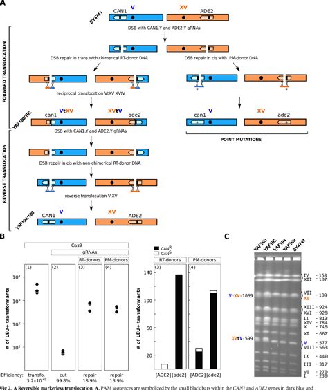 figure 2 from reshuffling yeast chromosomes with crispr cas9 semantic