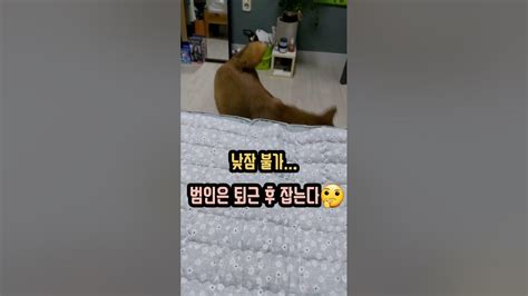 빈 침대 염탐 중 낮잠 포기한 짱구 범인은 퇴근 후 잡는다~🤔😝 Youtube