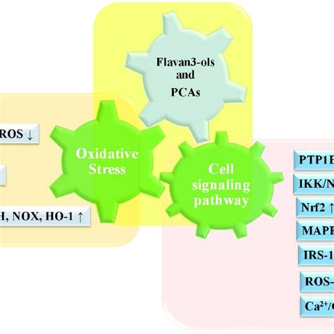 Schematic Representation Of The Main Molecular Targets Of Catechins And