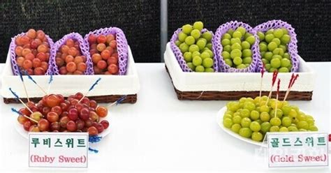 경북농업기술원 샤인머스캣 명성 이을 포도 개발에 팔 걷어