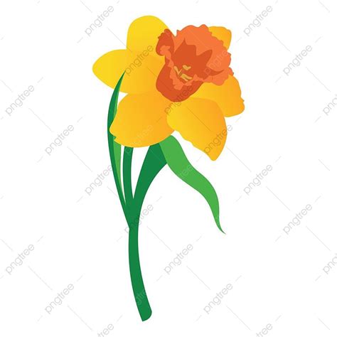 흰색 배경에 Grren Leafs와 오렌지와 노란색 수 선화 꽃의 벡터 일러스트 레이 션 꽃 플로라 배경 Png 일러스트 및 벡터 에 대한 무료 다운로드 Pngtree