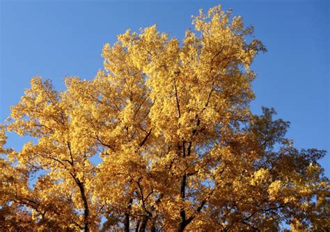 Fall Yellow Leaves Cheat Sheet Which Trees Turn Yellow