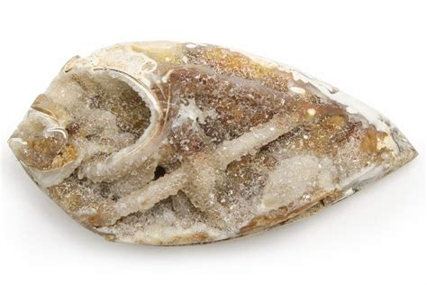 1 7 Chalcedony Replaced Gastropod With Sparkly Quartz India 225572 For Sale