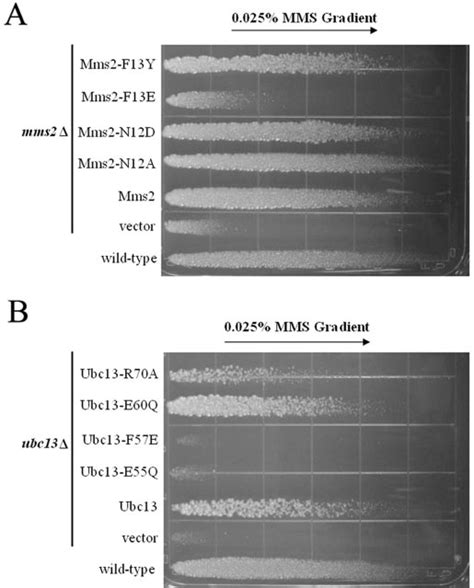 Functional Complementation Of Yeast Ubc13 And Mms2 Mutants By Download Scientific Diagram