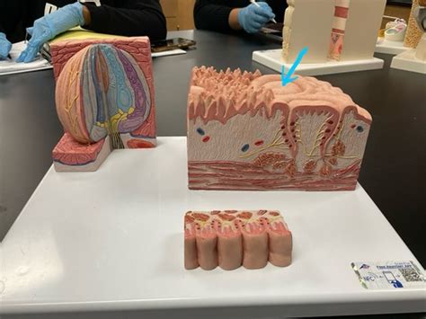 Lab Flashcards Quizlet