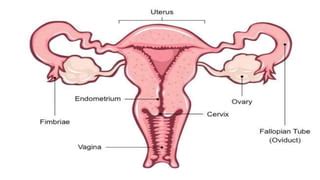 COT MENStrual Cycle And Calendar Method Pptx Menopause Endocrine And Metabolic Diseases