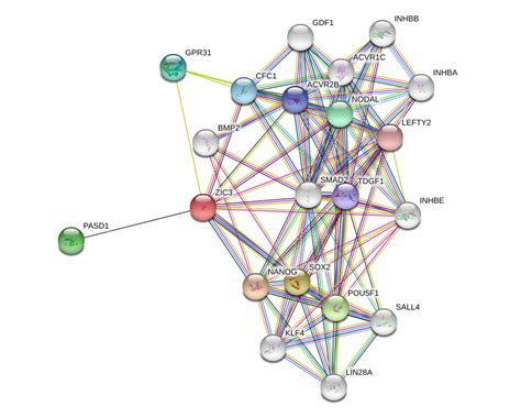 ZIC3 Protein Overview | Sino Biological