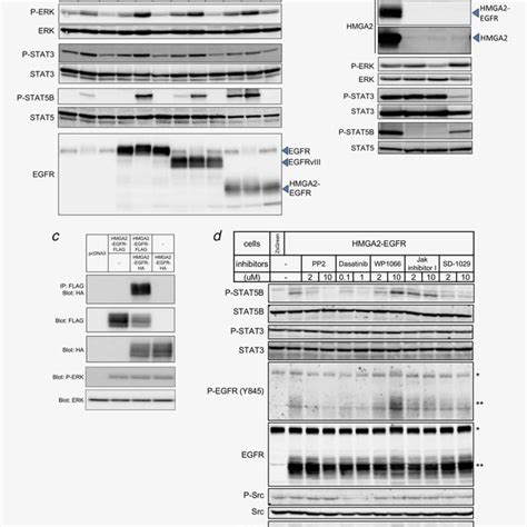 Subcellular Localization Of Hmga2 Egfr A Subcellular Localization Of Download Scientific