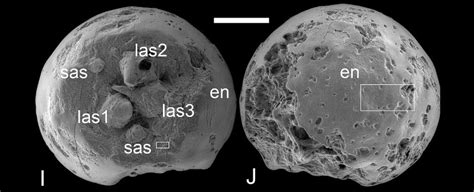 Tiny Fossilized Embryos Reveal Stunning Details Of Life Half A Billion