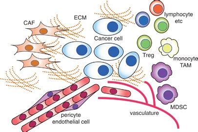 Microrna Regulons In Tumor Microenvironment Oncogene