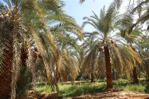 التغيرات المناخية وتأثيرها على نخيل البلح في ورشة عمل بمركز البحوث