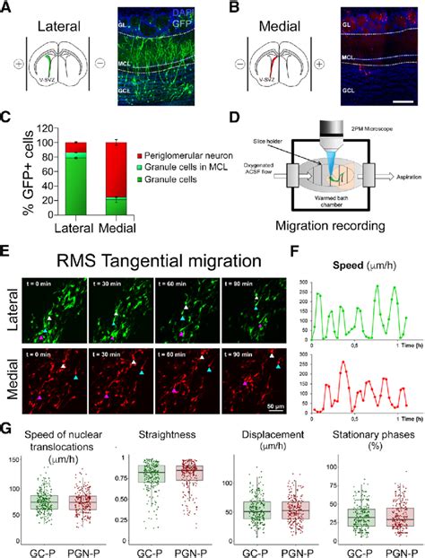 Tangential Migration Recording Of Postnatally Generated Subpopulation Download Scientific