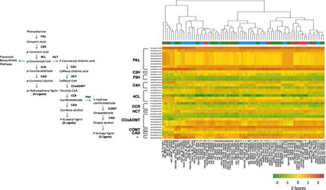 Hierarchical Clustering Of Tissues Based On Expression Of Download