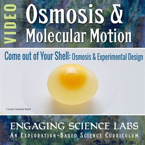Osmosis LabInvestigating Osmosis And Diffusion Using Deshelled Eggs