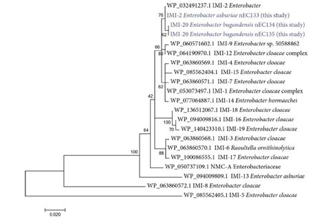 Phylogenetic Tree Of Imi Type Carbapenem Hydrolyzing Class A Download Scientific Diagram