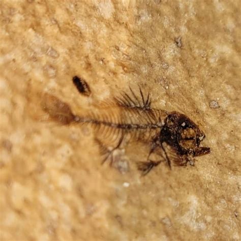 Largest Crinoid Fossil Ever Found In Hauff Museum Near Stuttgart Rfossilporn