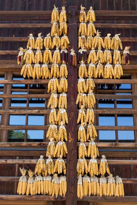Dried Corn As Decoration In Austria Stock Image Image Of Maise Farmhouse 137398213
