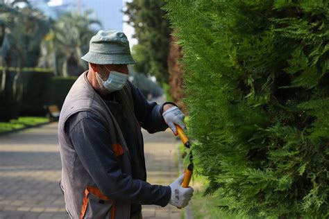 სსიპ ბათუმის ბულვარი ბათუმის ბულვარში ხე მცენარეების მოვლითი სამუშაოები აქტიურად გრძელდება