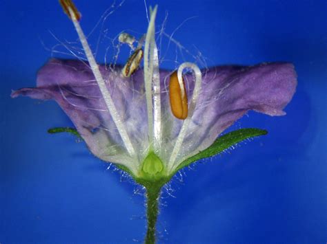 Hydrophyllum Macrophyllum Hydrophyllaceae