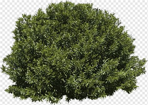 Green Bush Tree Shrub Evergreen Bushes Leaf Branch Grass Png PNGWing