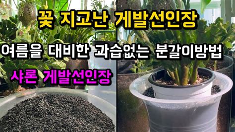 게발선인장 여름을 대비해서 무름병병충해 없이 이중화분으로 분갈이 하는 법 훈탄 이중화분 리치쏘일 과습걱정 No 샤론게발선인장 엄마와 딸 다육tv
