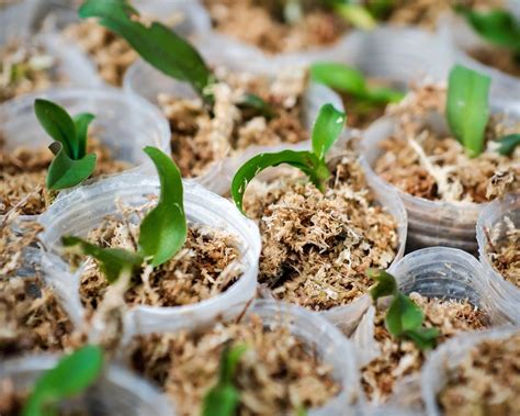 How To Propagate Orchids 4 Methods To Grow Your Collection Gardening Know How