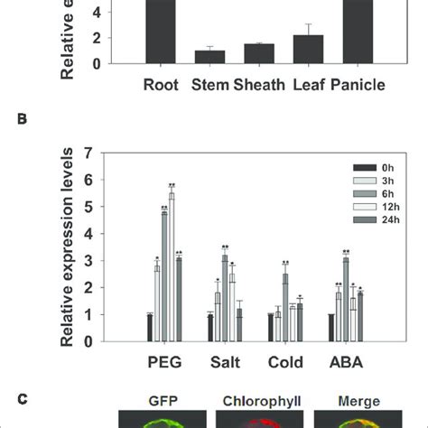 expression pattern and subcellular localization of ossgl a