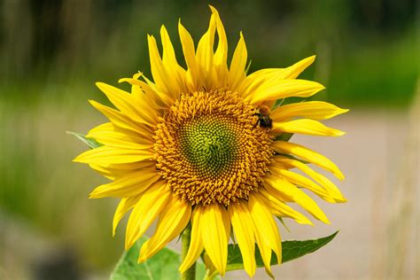 Open APK Files Step By Step Guide