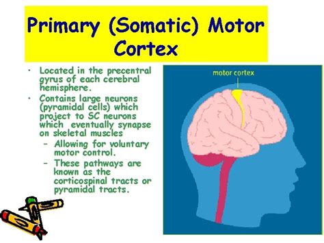 Chapter 8 Nervous System Cns Structure Brain Within