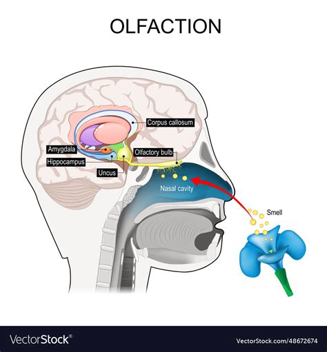 Olfaction Olfactory Nerves Cross Section Vector Image