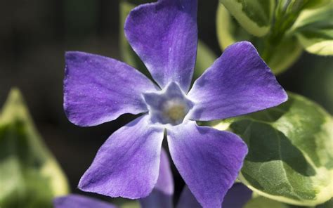 Periwinkle Wallpapers Top Free Periwinkle Backgrounds Wallpaperaccess