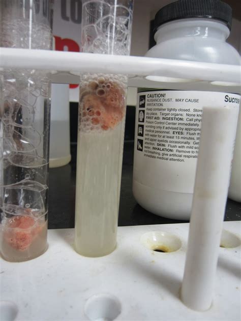 EC Honors Biology Enzyme Lab