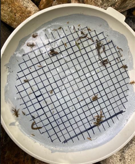 Macroinvertebrates — Yerc